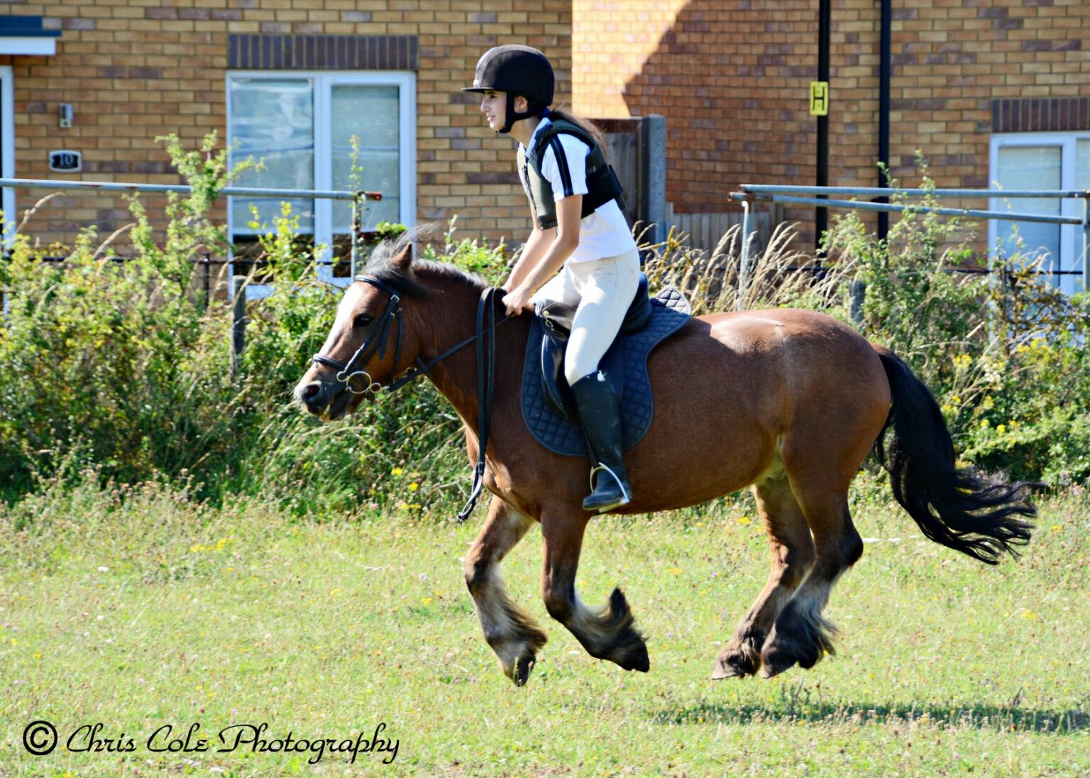 Horse Story: Pasha – Sunshine Riding School