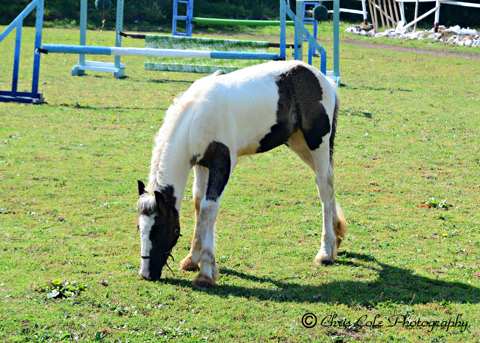 Horse Story: June Storm – Sunshine Riding School