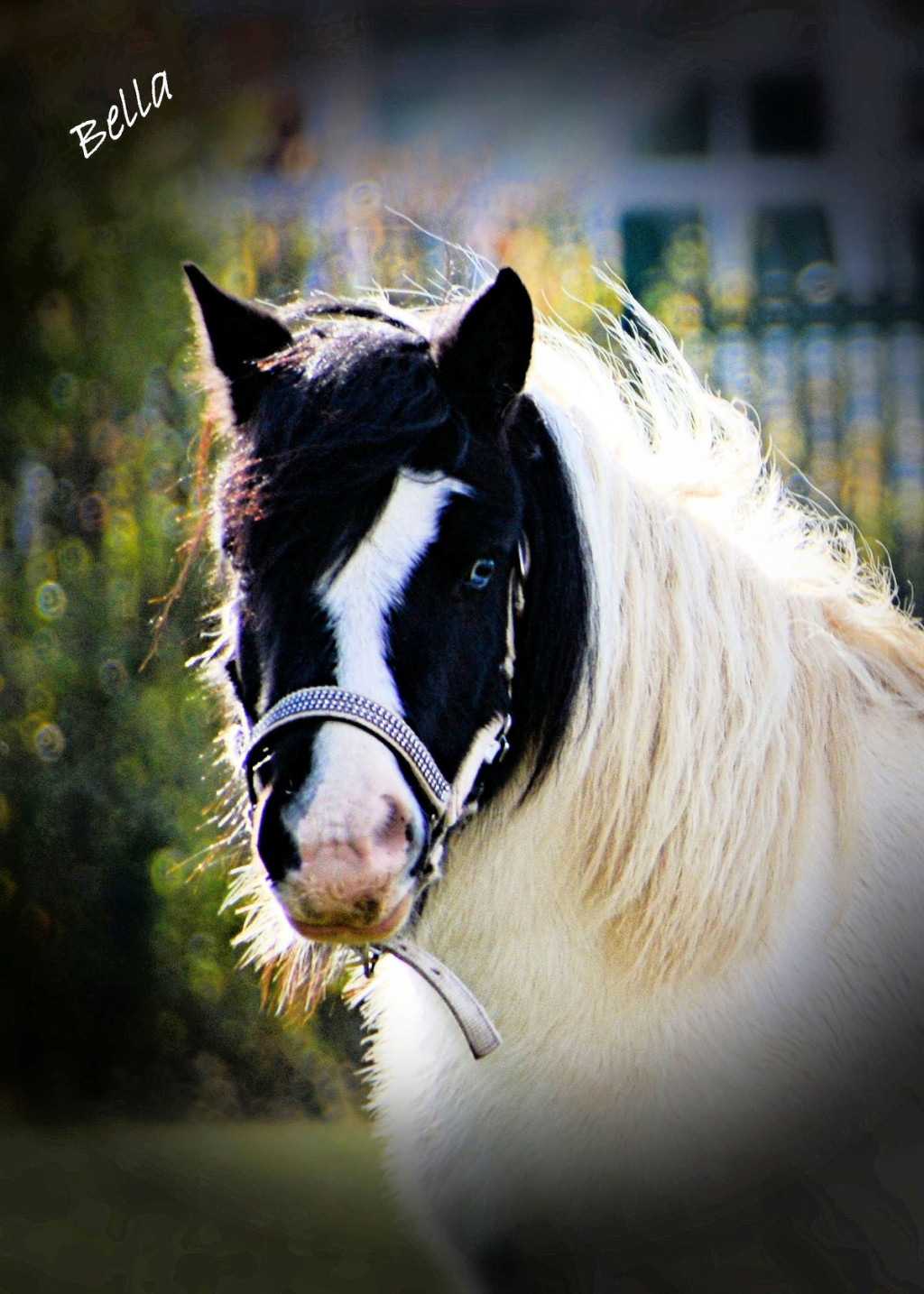 Horse Story: Bella – Sunshine Riding School