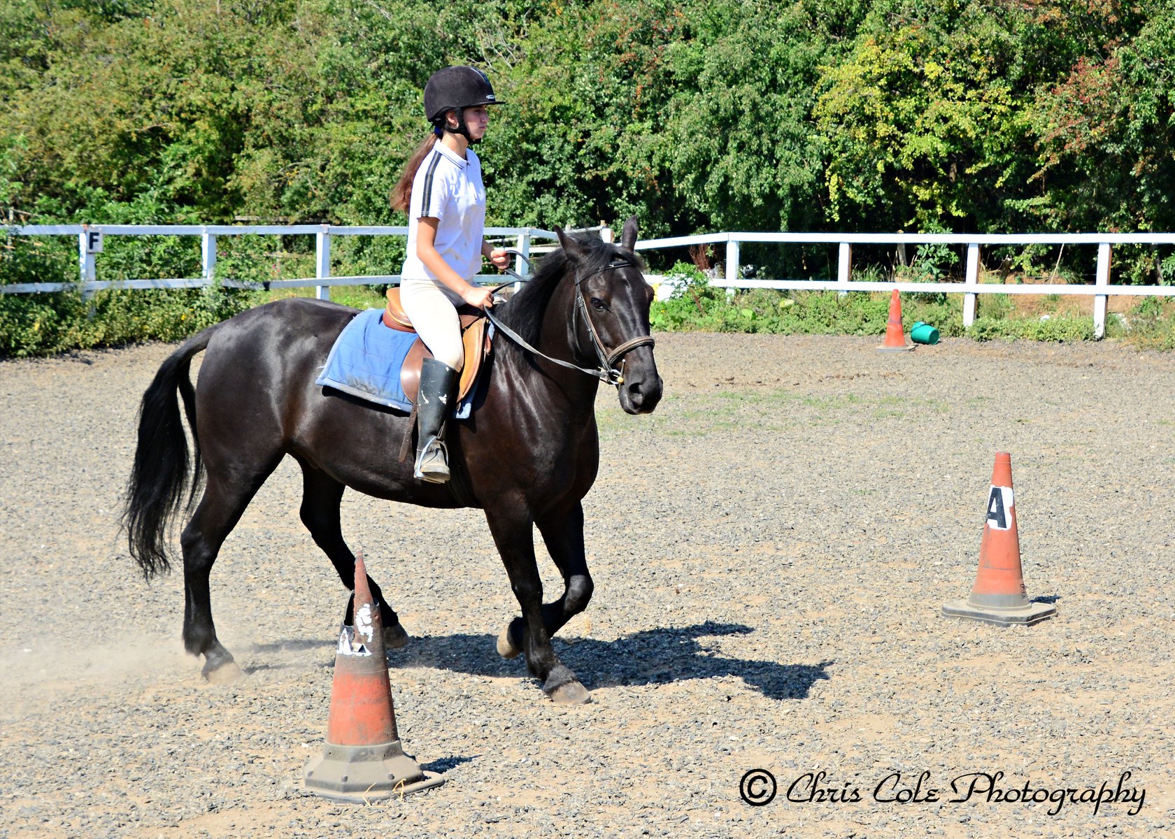 Horse Story: Henry – Sunshine Riding School
