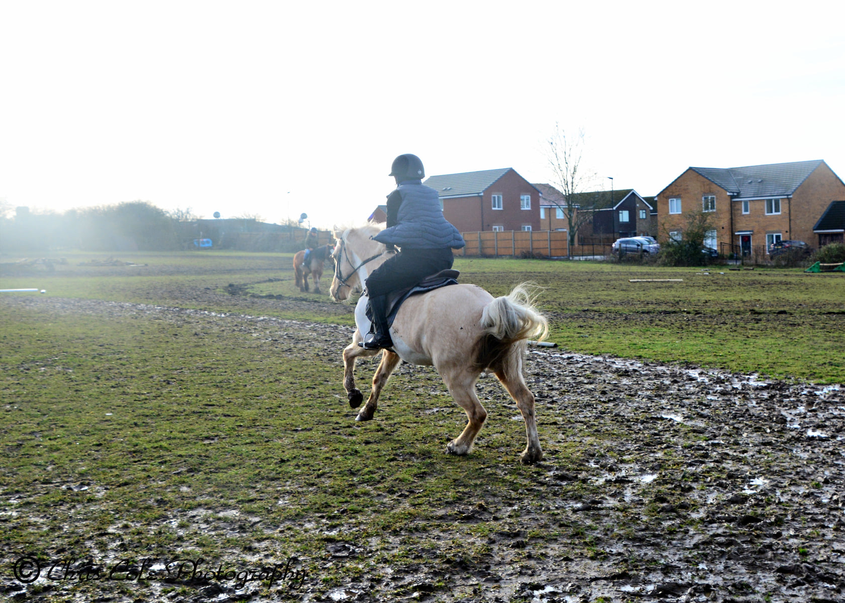 Horse Story: Molly – Sunshine Riding School